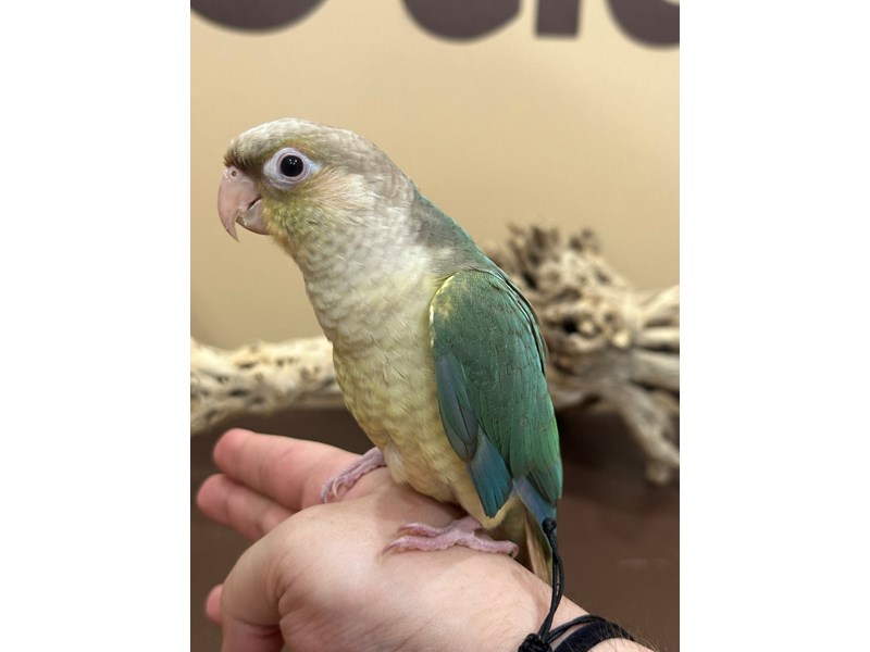 Birds for Sale - Petland Hoffman Estates, IL