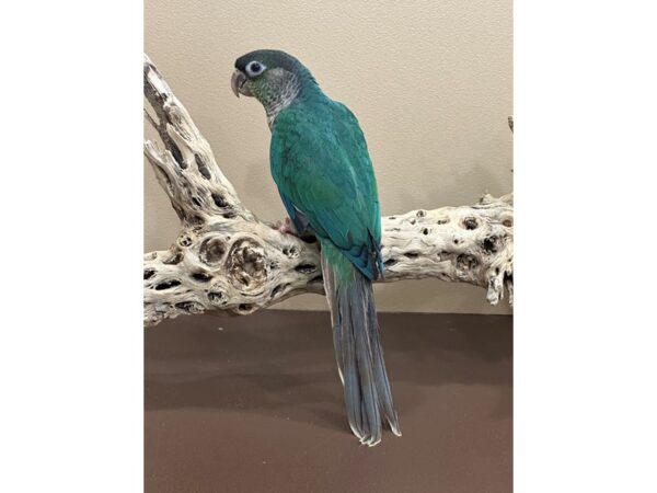 Petland Hoffman Estates, IL - Premium Pets, & Pet Supplies